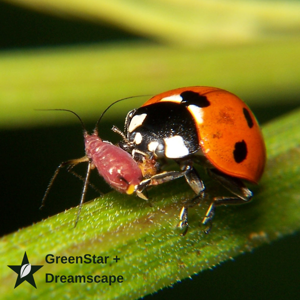 Embracing the Right Bugs - GreenStar Landscape Management